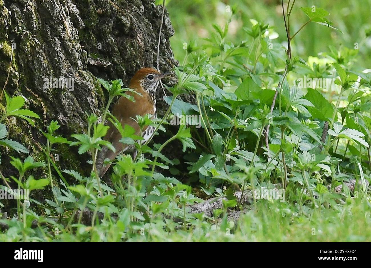 Wood Thrush (Hylocichla mustelina Stock Photo - Alamy