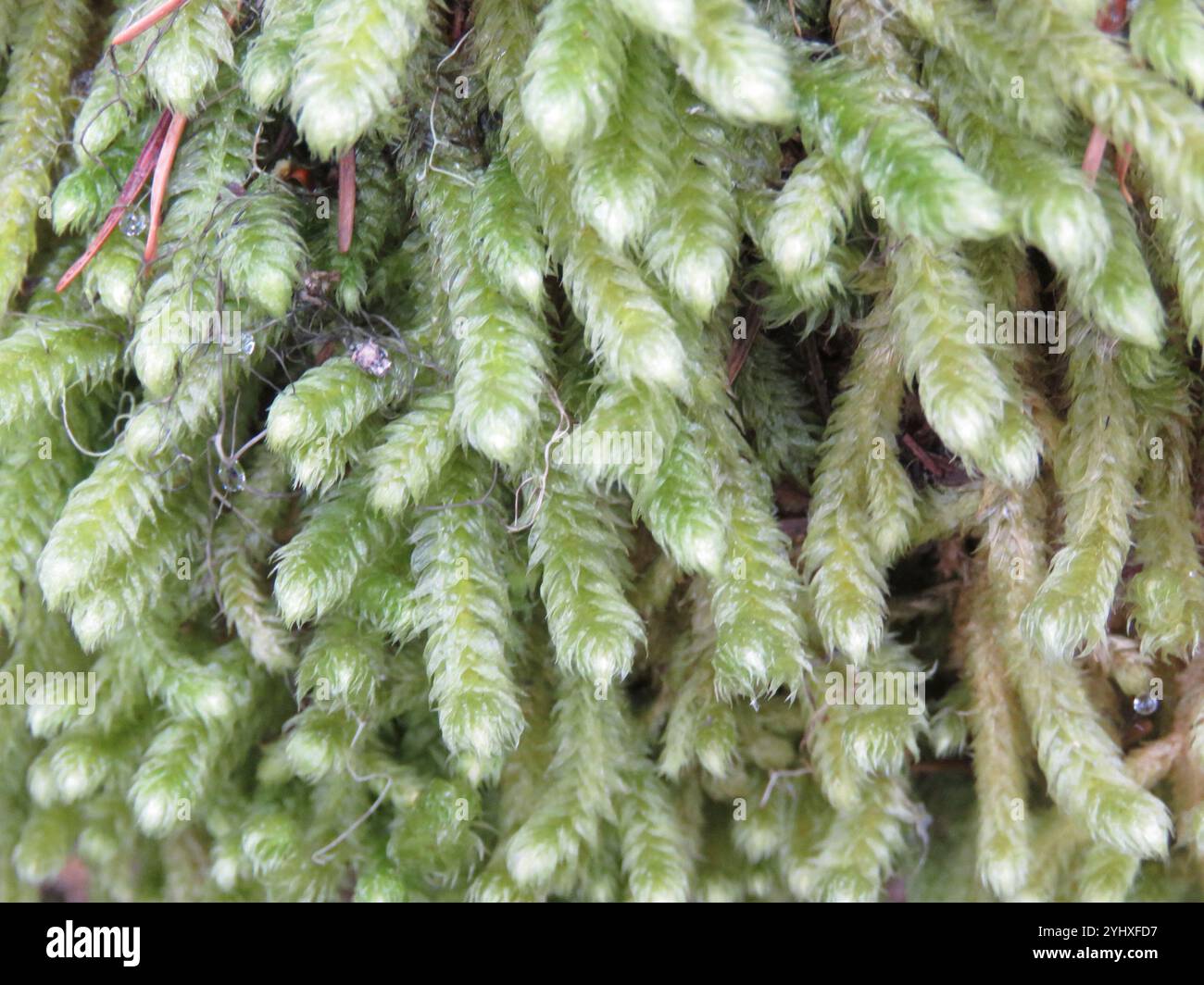 Pipecleaner Moss (Rhytidiopsis robusta Stock Photo - Alamy