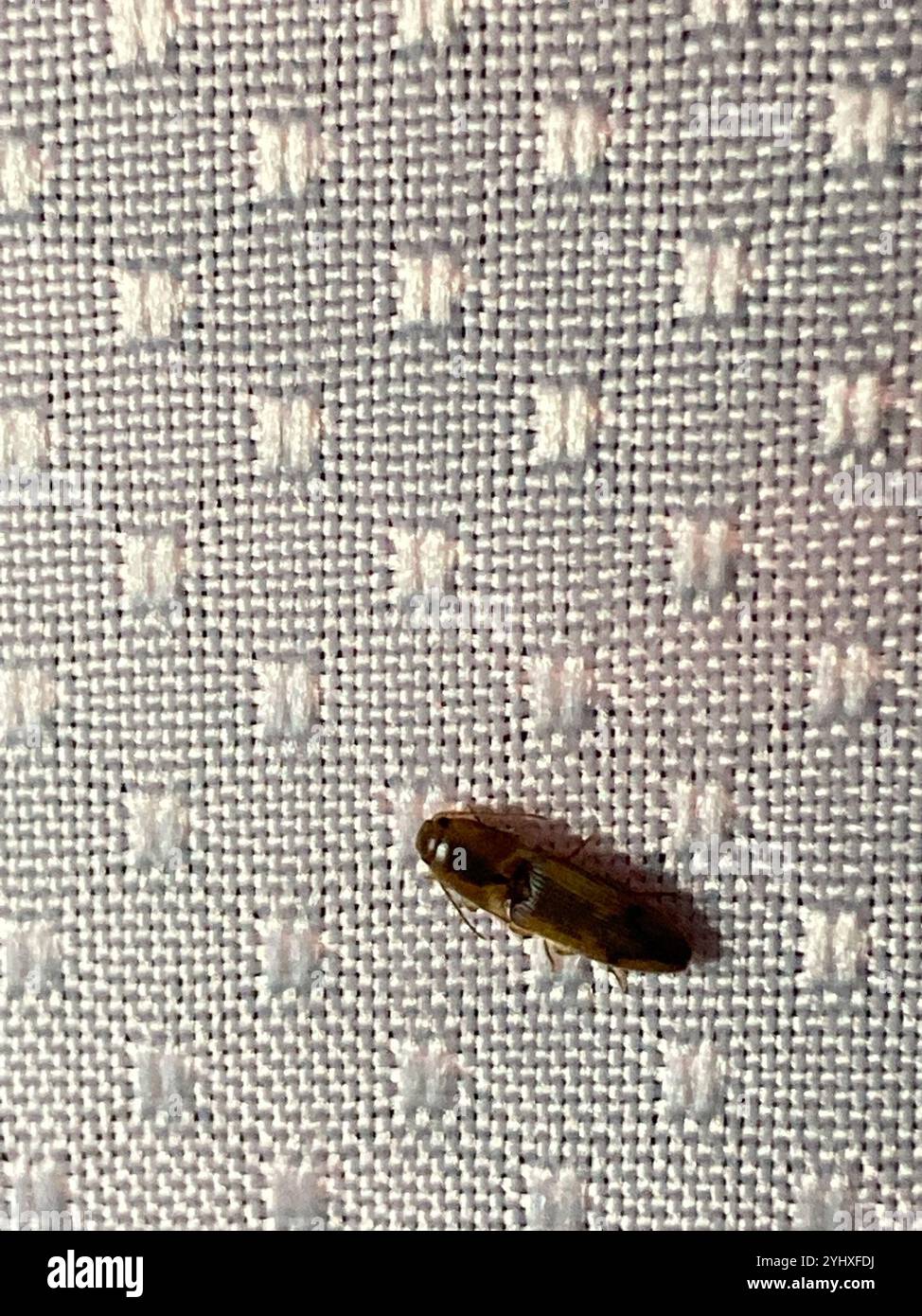 Monocrepidius hi-res stock photography and images - Alamy