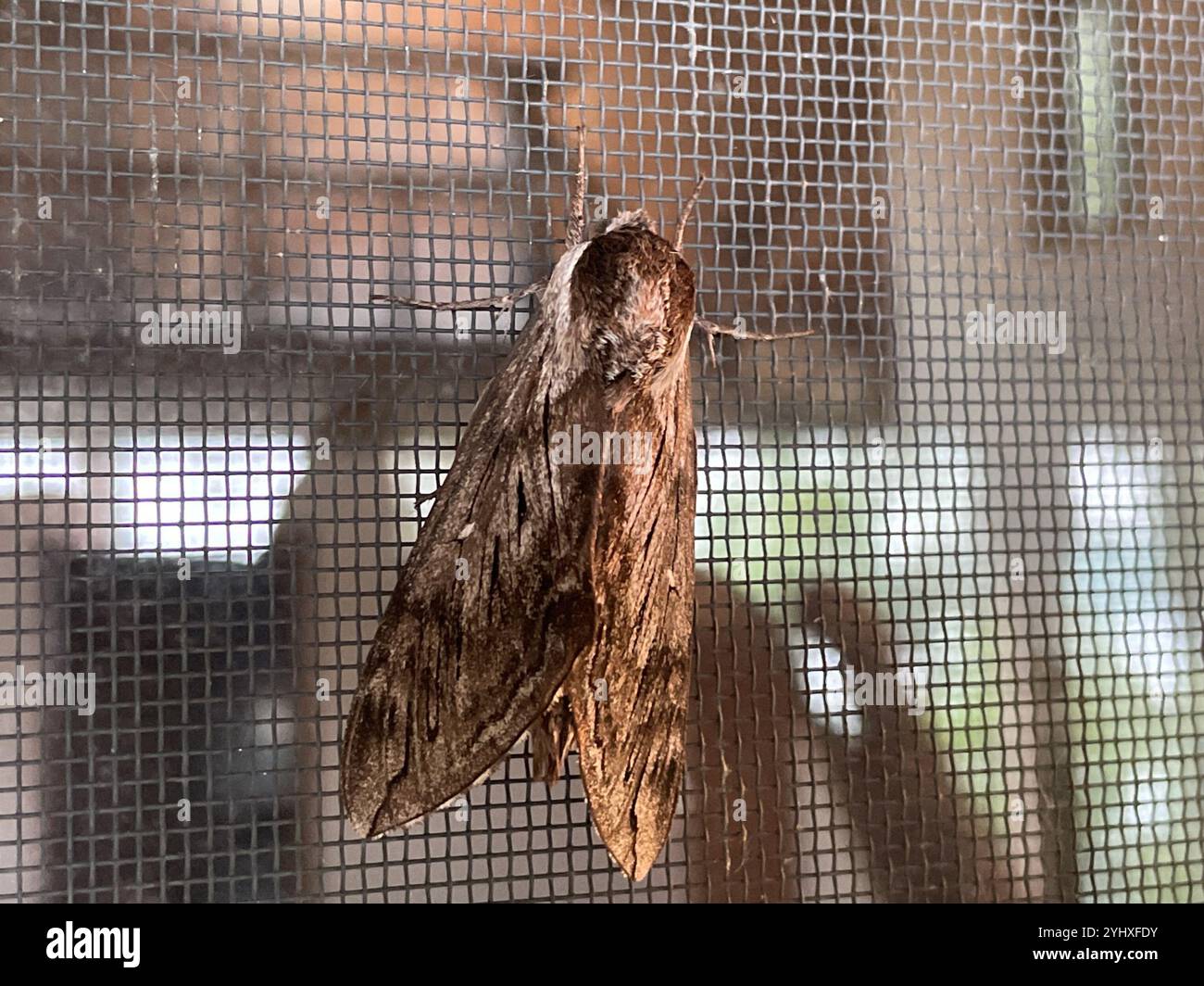 Northern Apple Sphinx (Sphinx poecila Stock Photo - Alamy