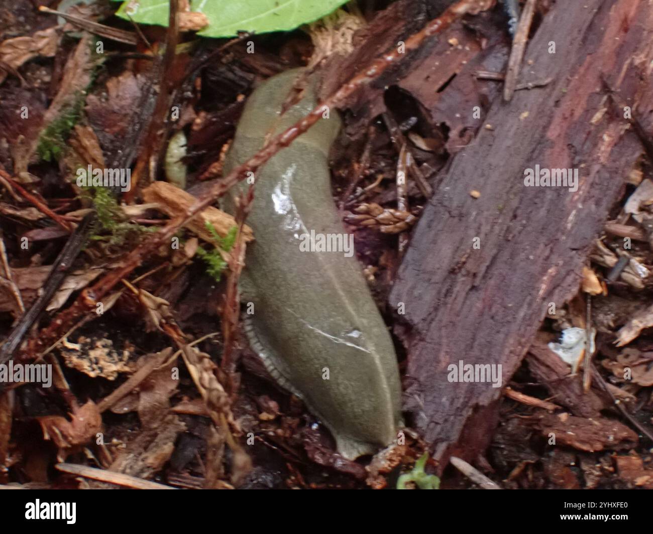 Pacific Banana Slug (Ariolimax columbianus Stock Photo - Alamy