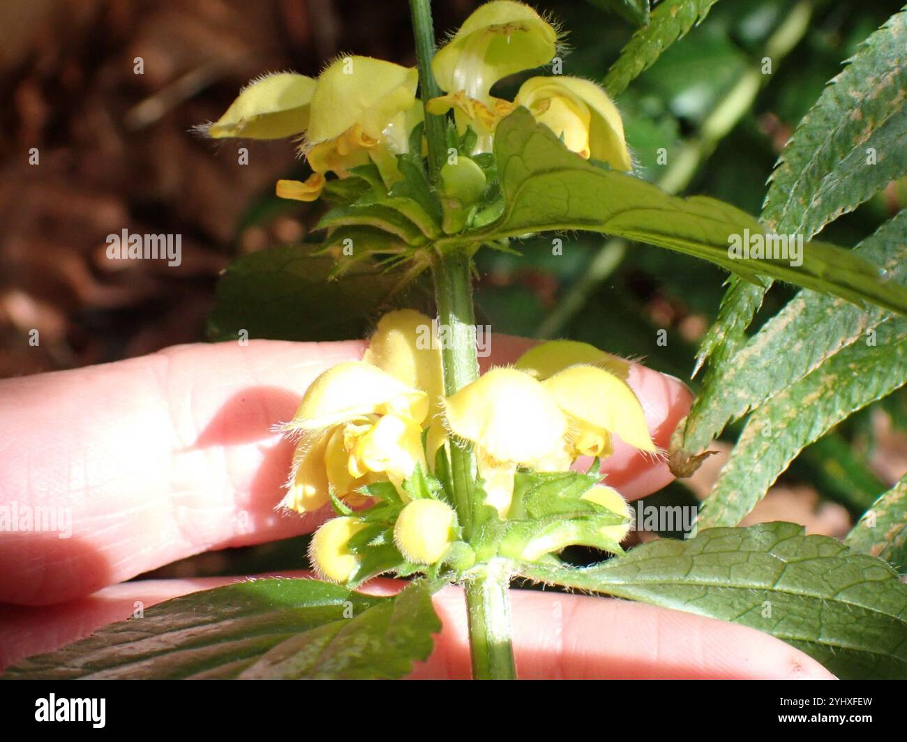 Variegated Yellow Archangel (Lamium galeobdolon argentatum Stock Photo ...