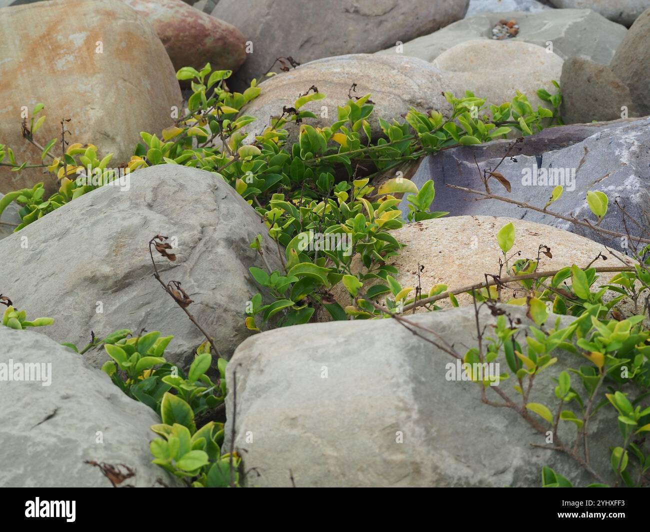 Scrambling clerodendrum hi-res stock photography and images - Alamy