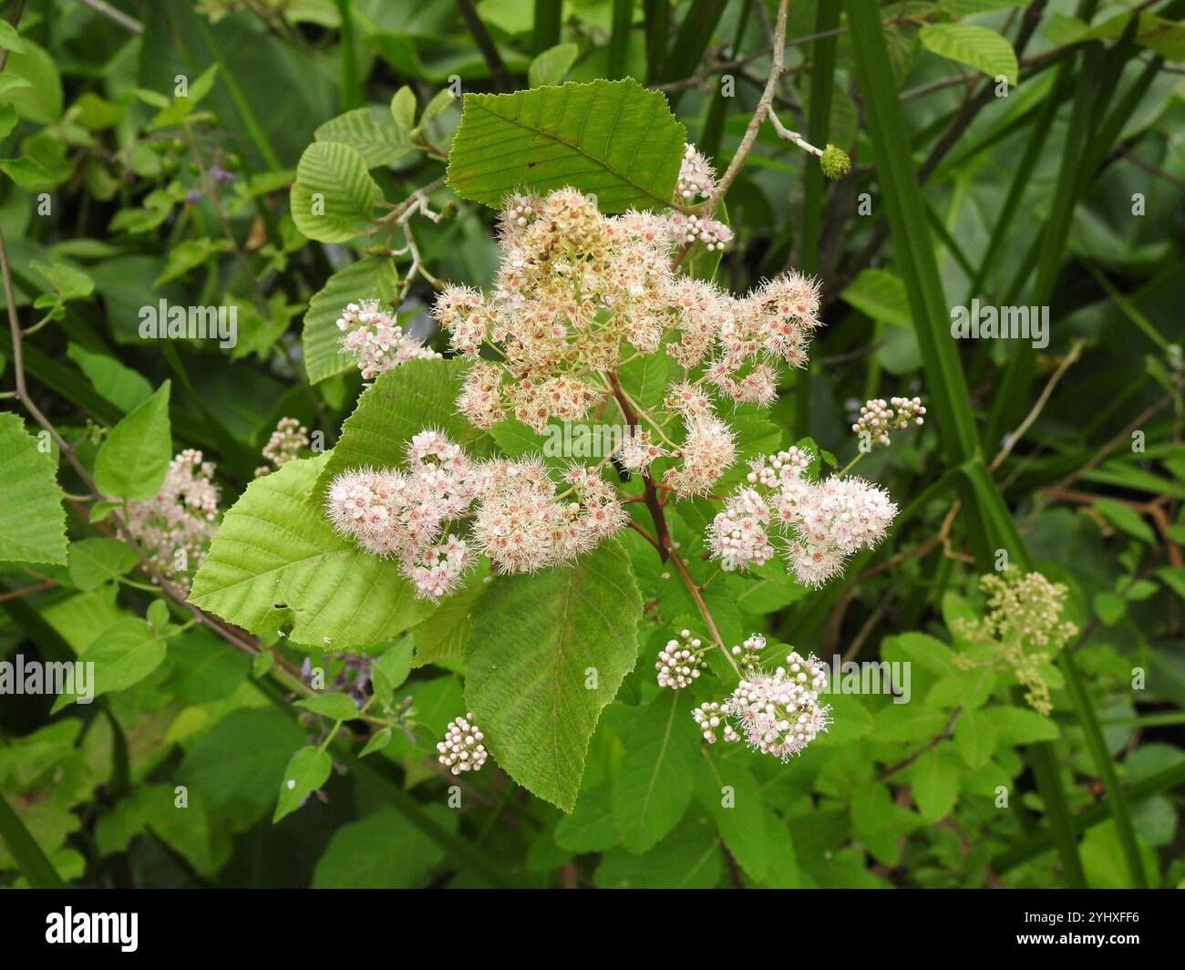 white meadowsweet (Spiraea alba Stock Photo - Alamy