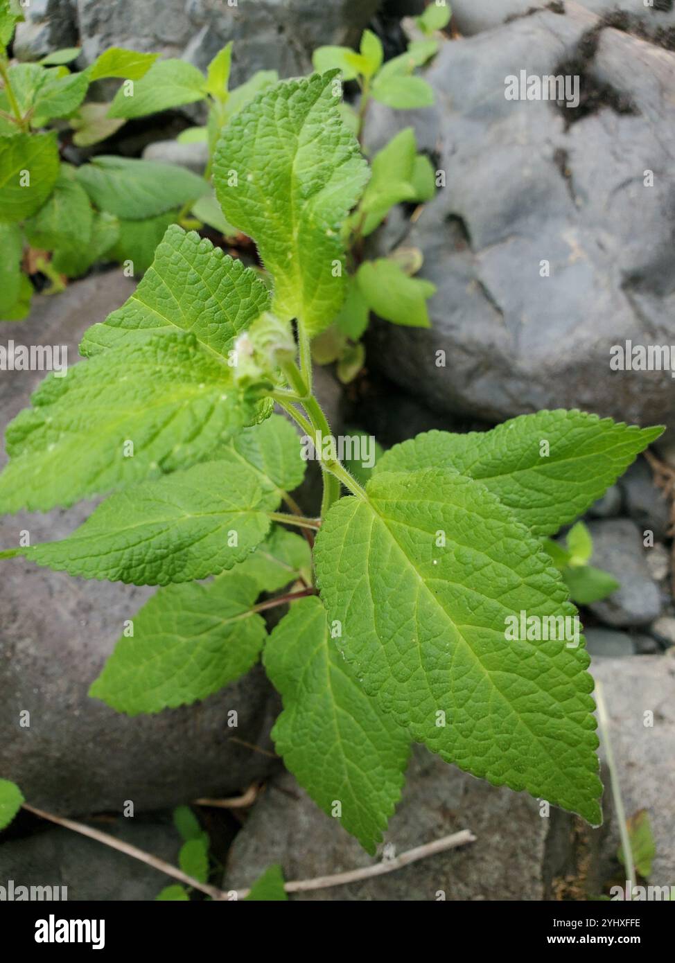 Coastal Hedge-nettle (Stachys chamissonis Stock Photo - Alamy
