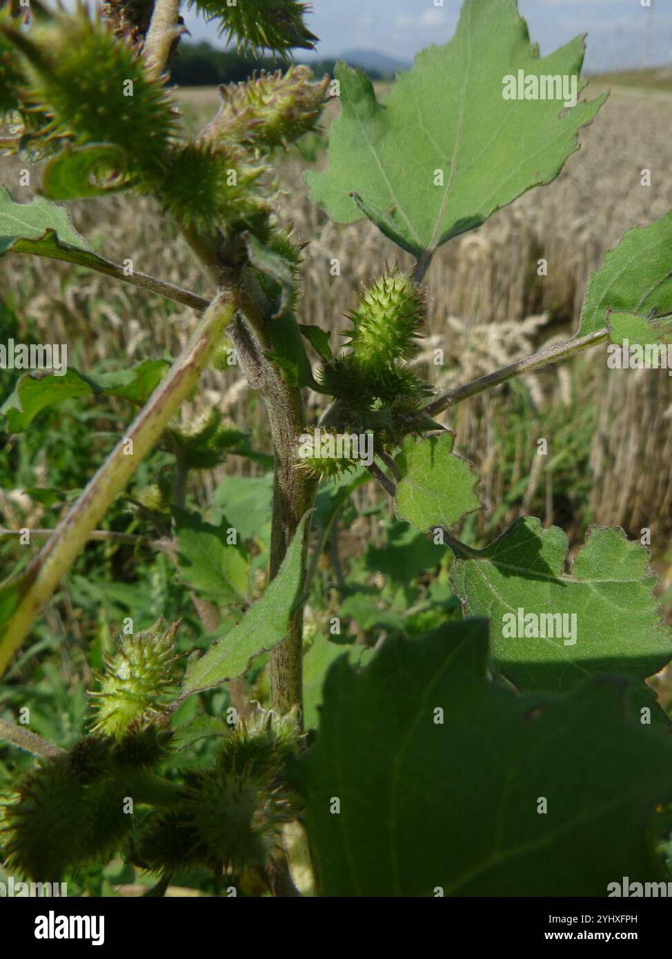 Xanthium orientale hi-res stock photography and images - Alamy