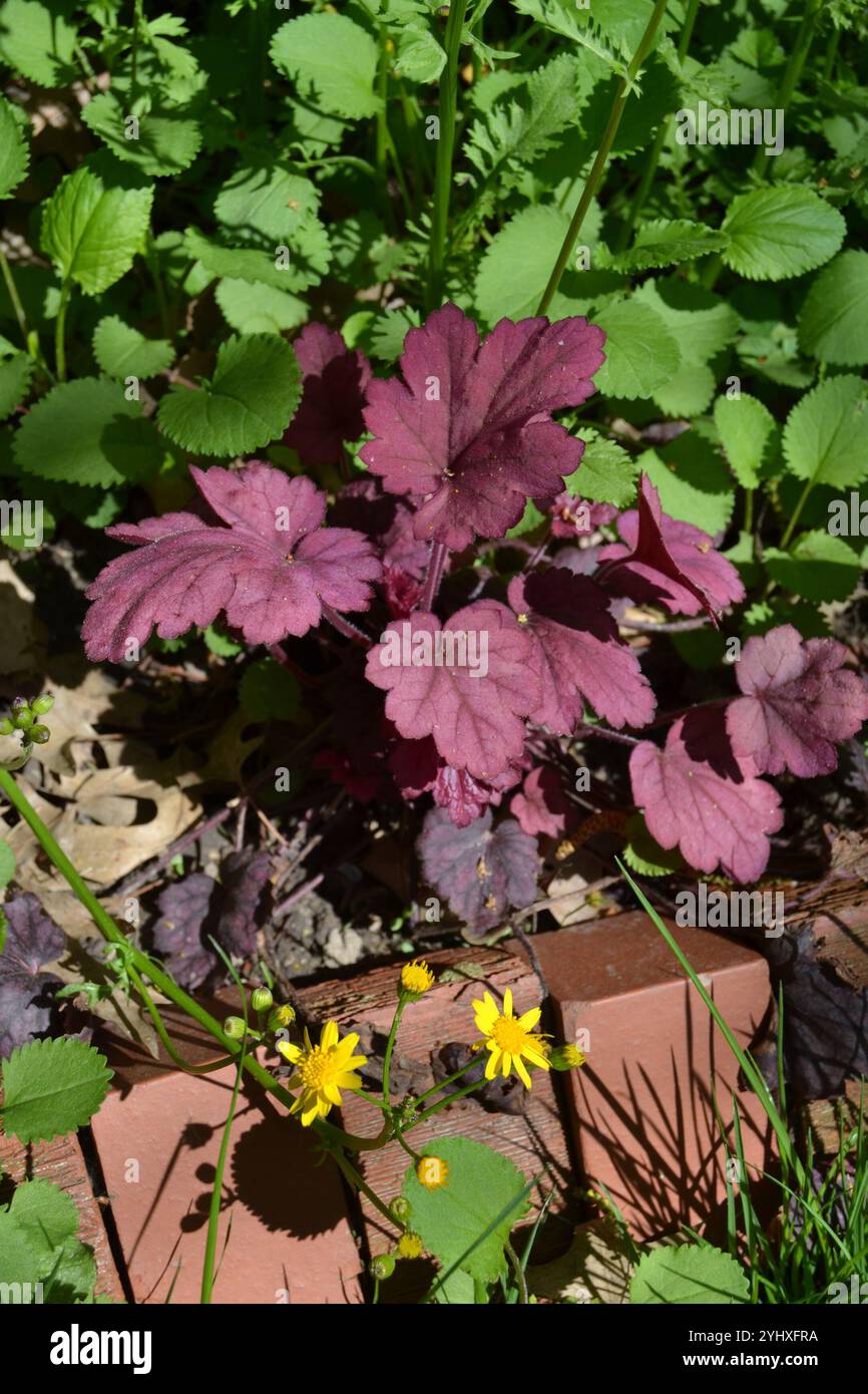 American alumroot (Heuchera americana Stock Photo - Alamy
