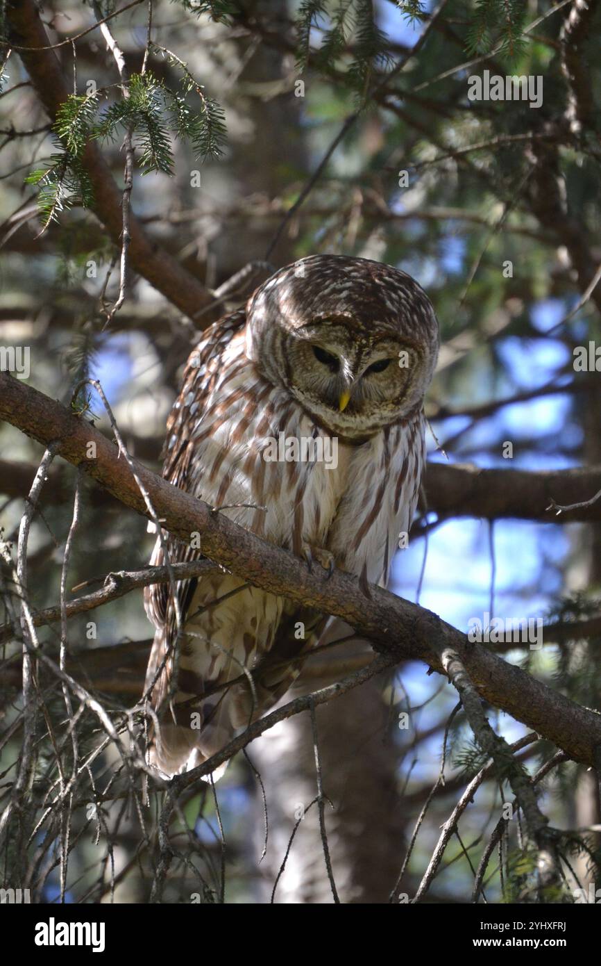 Barred Owl (Strix varia Stock Photo - Alamy