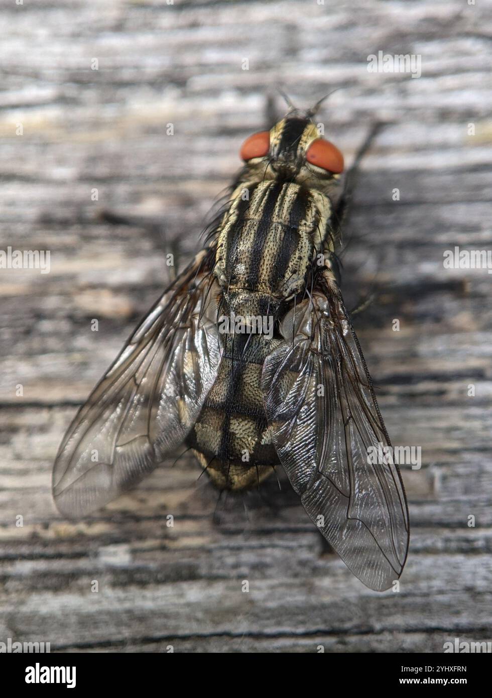 Flesh Flies and Satellite Flies (Sarcophagidae Stock Photo - Alamy