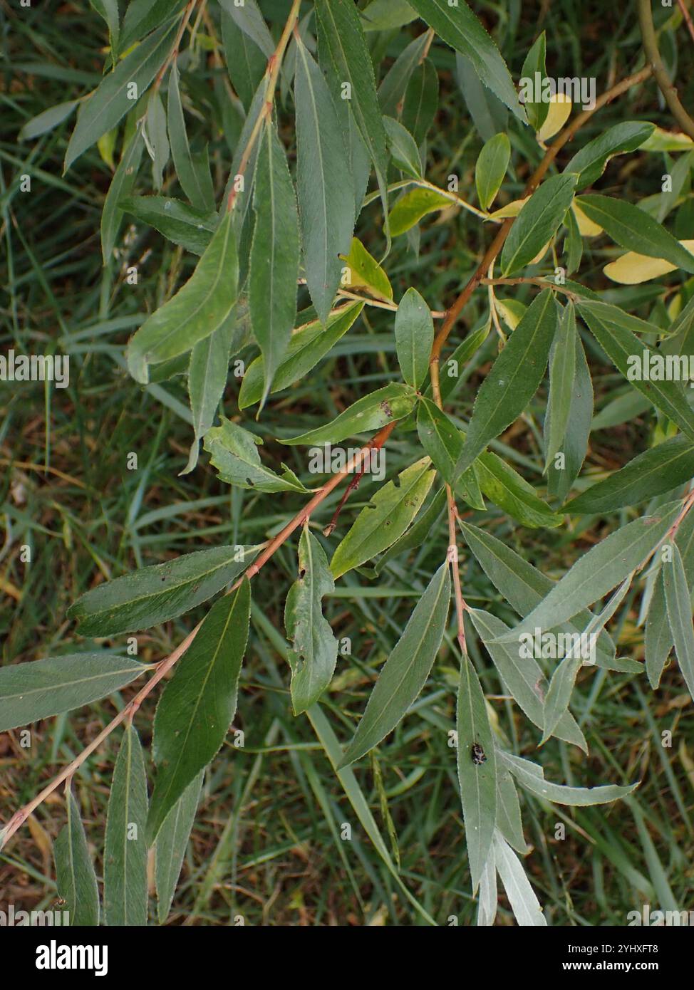 white willow (Salix alba Stock Photo - Alamy