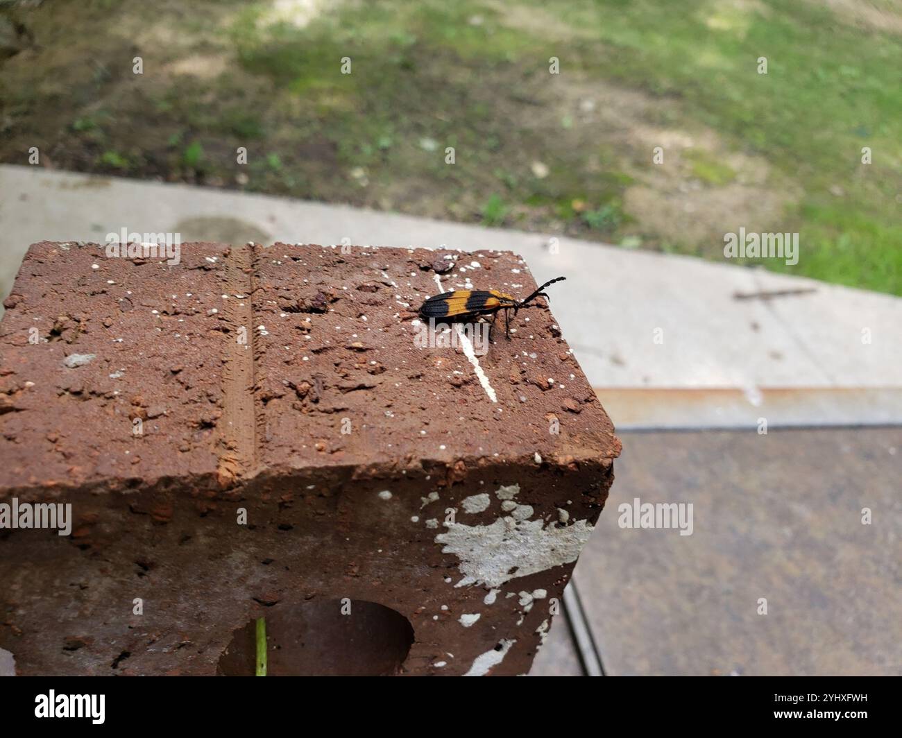 Reticulated Net-winged Beetle (Calopteron reticulatum Stock Photo - Alamy
