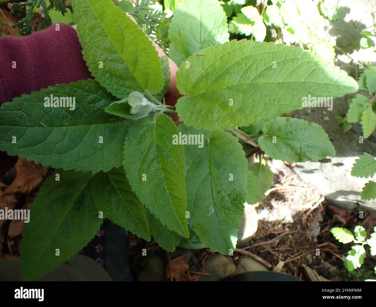mint family (Lamiaceae Stock Photo - Alamy