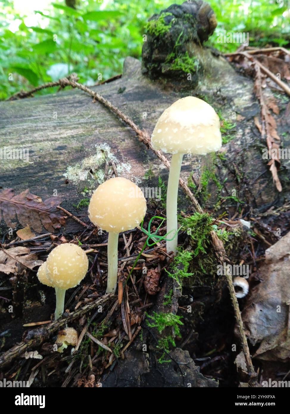 Candolleomyces hi-res stock photography and images - Alamy