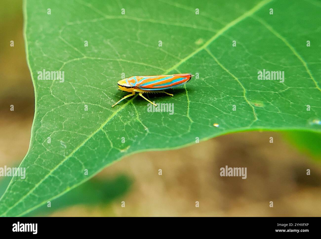 Red-banded Leafhopper (Graphocephala coccinea Stock Photo - Alamy