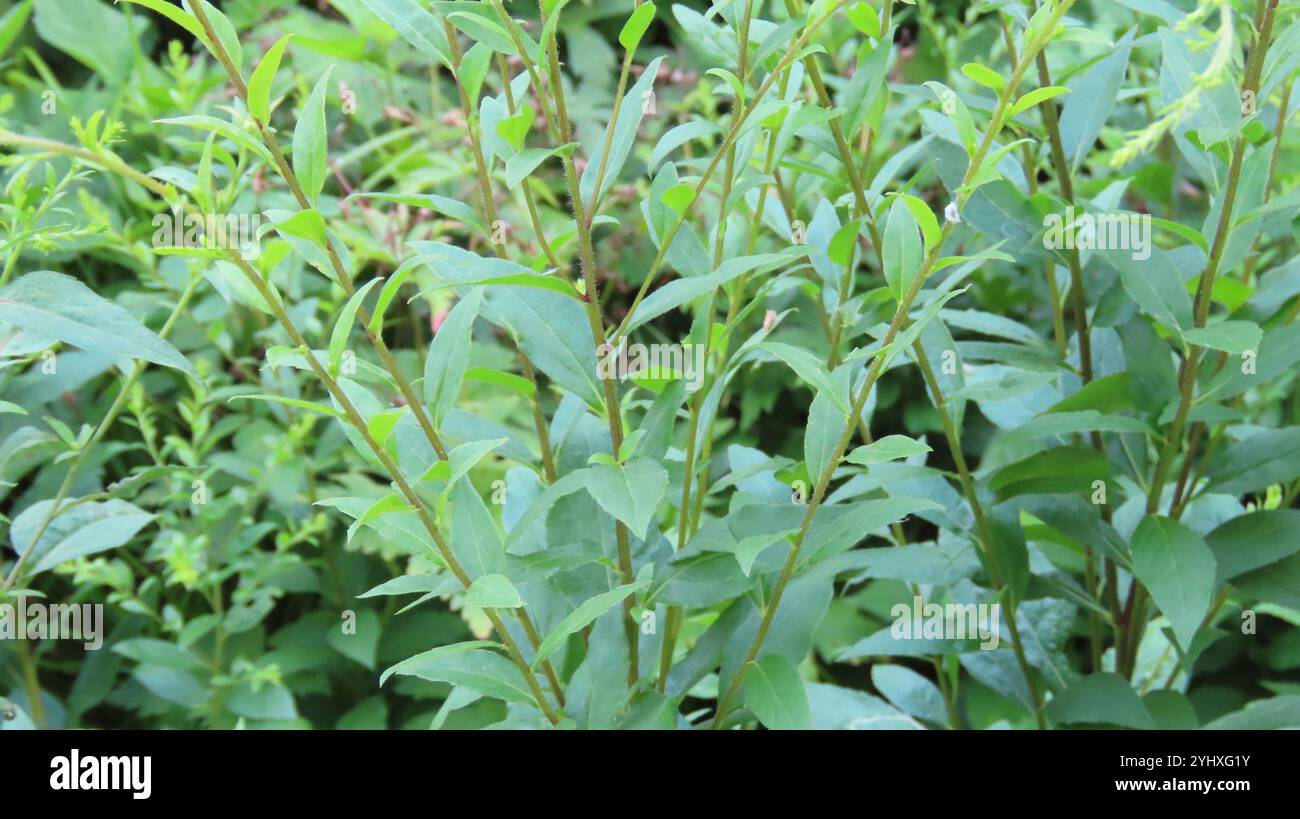 Swamp Goldenrod (Solidago patula Stock Photo - Alamy