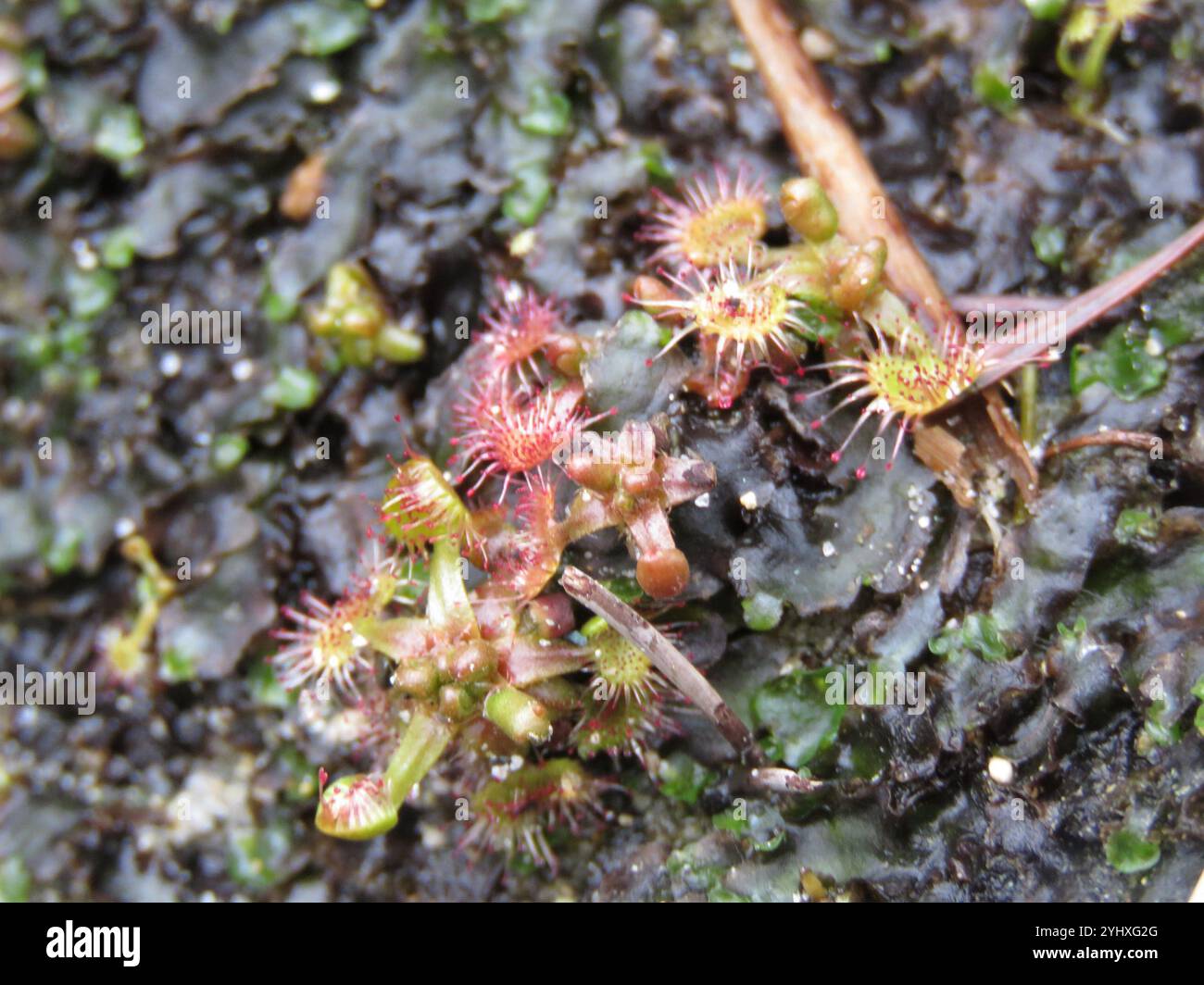 round-leaved sundew (Drosera rotundifolia Stock Photo - Alamy
