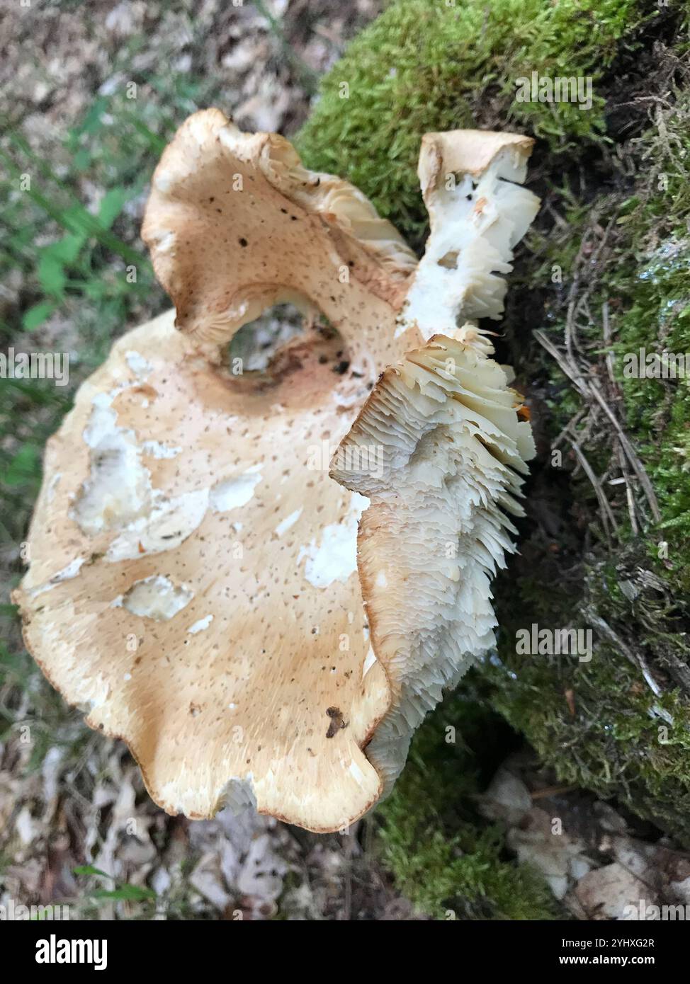 Trainwrecker (Neolentinus lepideus Stock Photo - Alamy