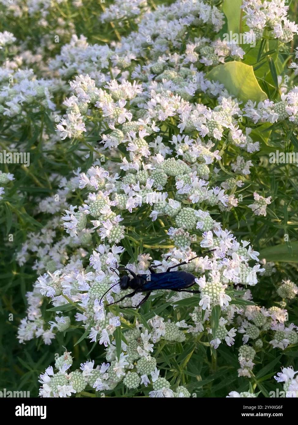 Great Black Digger Wasp (Sphex pensylvanicus Stock Photo - Alamy