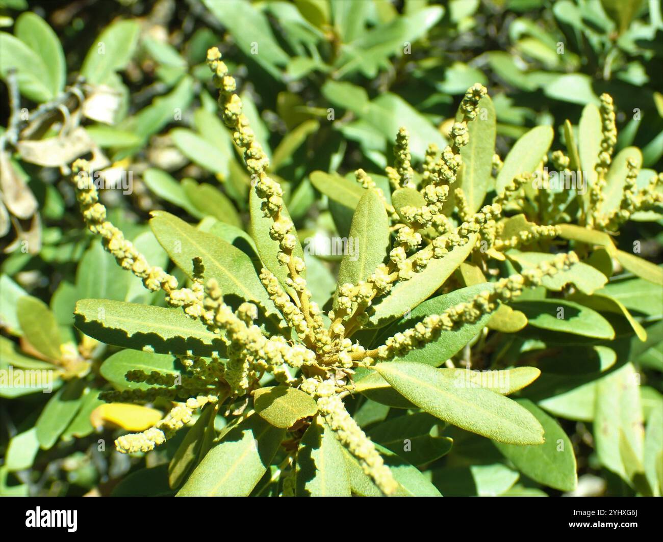 bush chinquapin (Chrysolepis sempervirens Stock Photo - Alamy