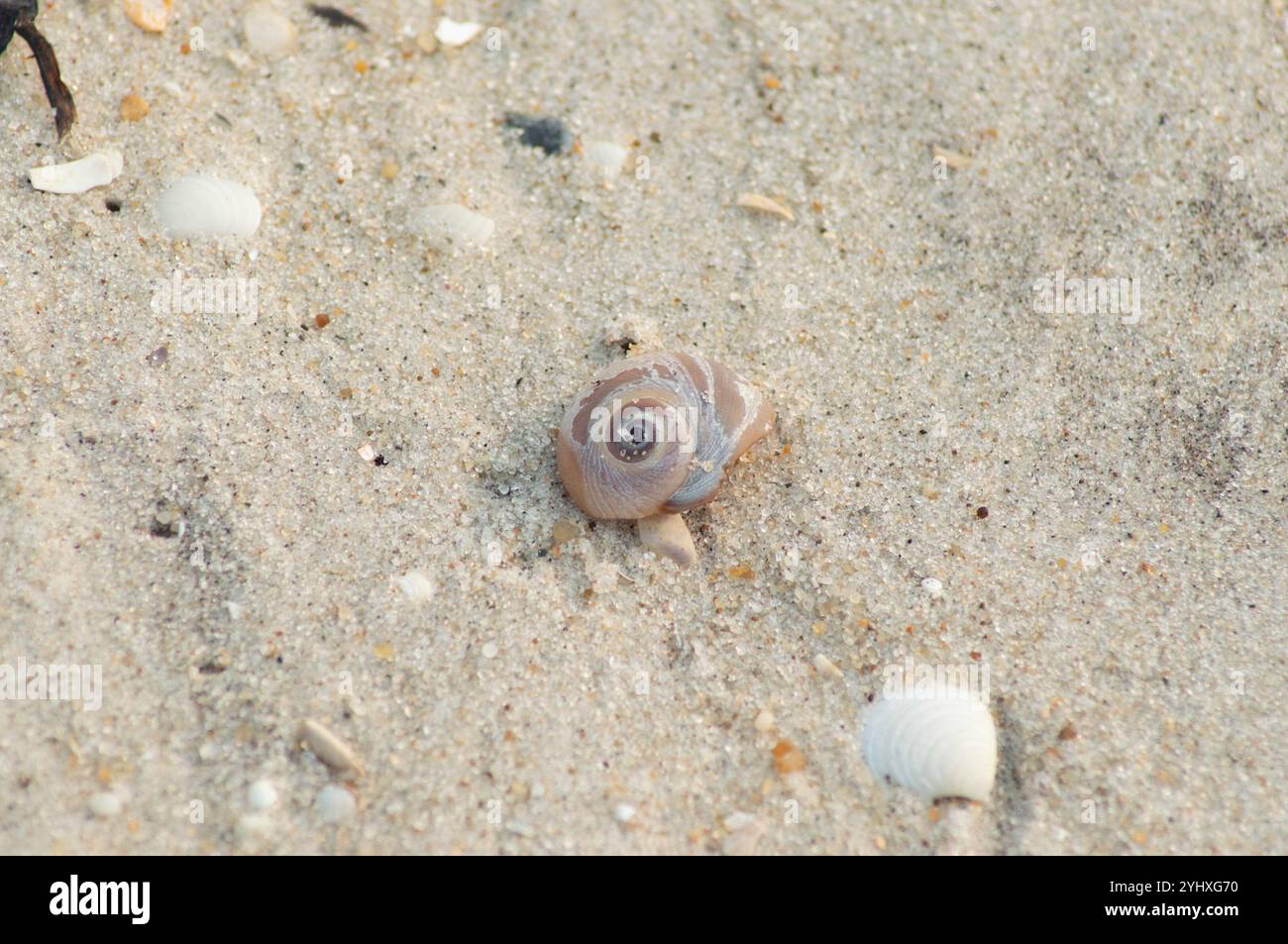 Shark Eye (Neverita duplicata Stock Photo - Alamy