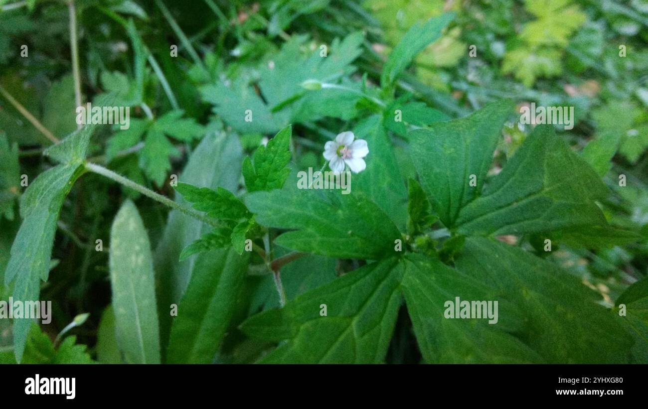 Siberian Crane's-bill (Geranium sibiricum Stock Photo - Alamy