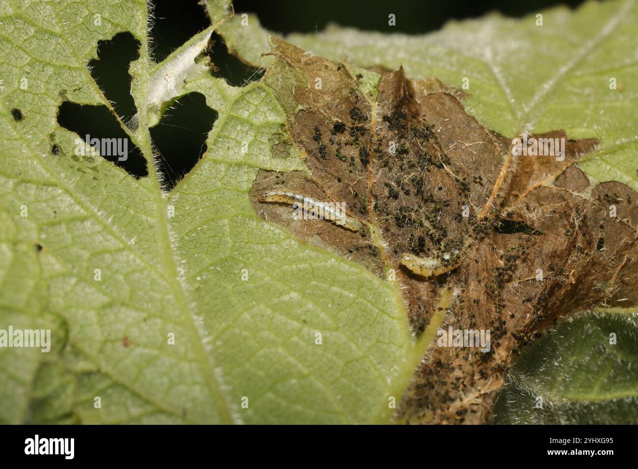 Epermenia hi-res stock photography and images - Alamy