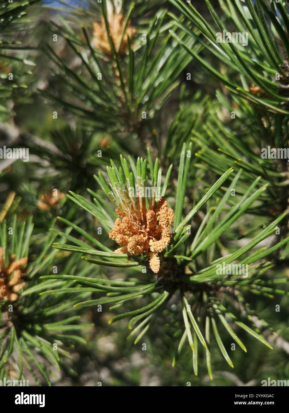 Swiss pine (Pinus cembra Stock Photo - Alamy