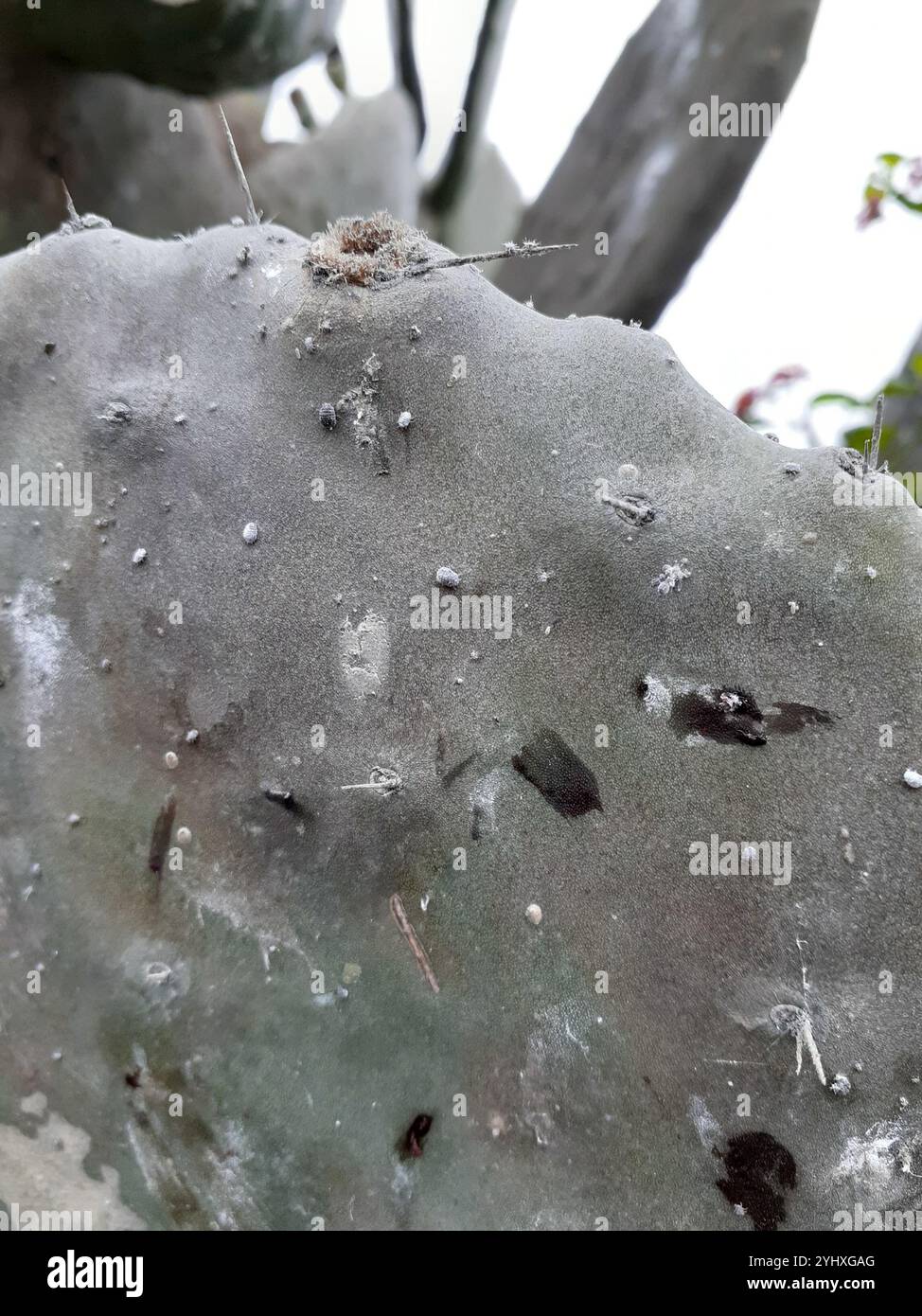 Dactylopiidae 250+ Cochineal Bugs Stock Photos, Pictures