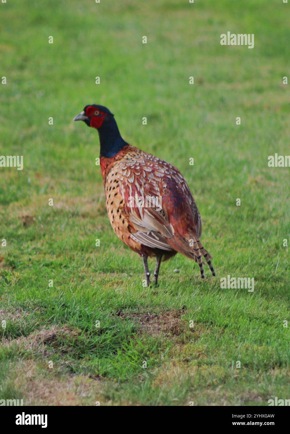 Ring-necked pheasant in Scotland Stock Photo - Alamy