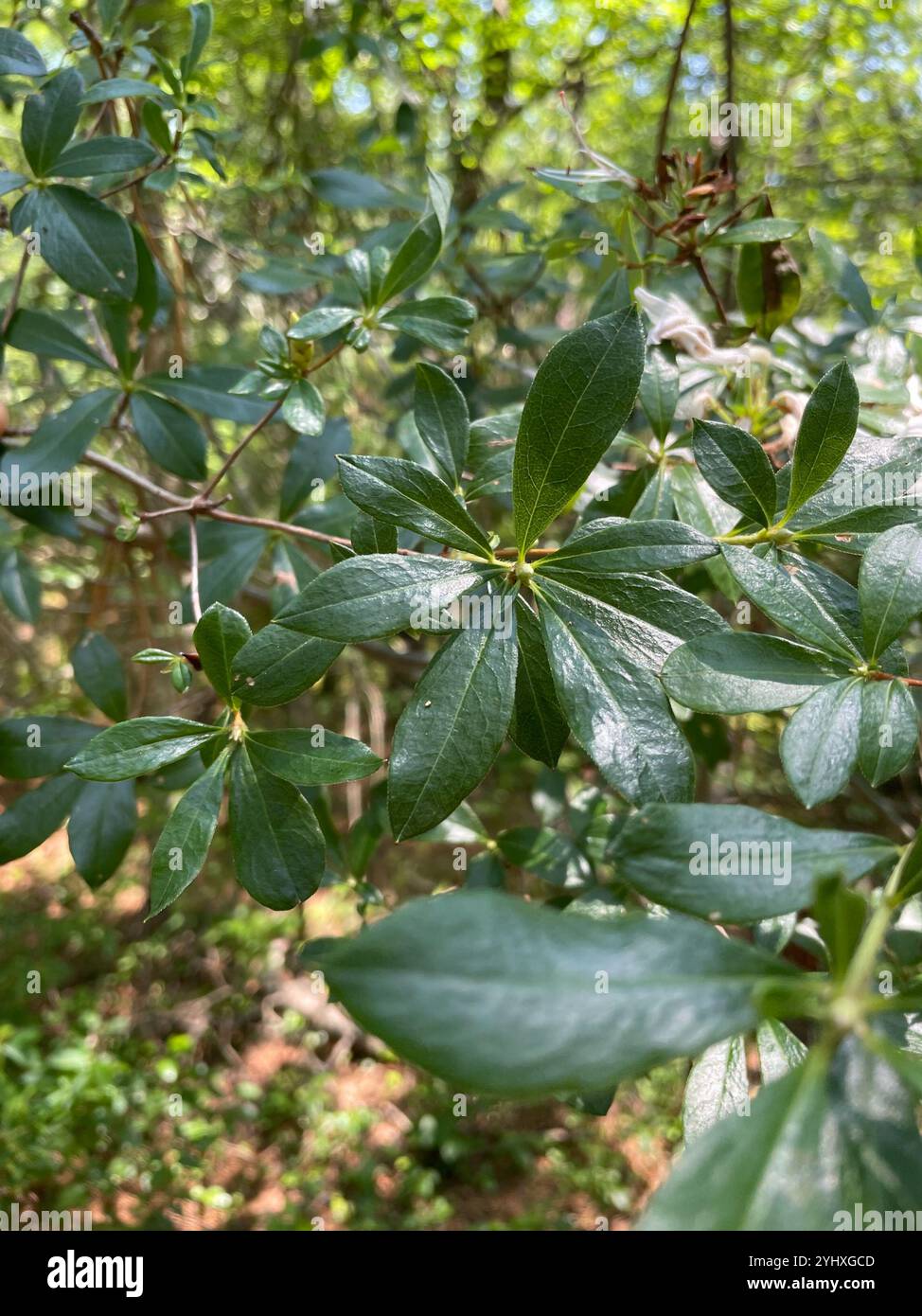 swamp azalea (Rhododendron viscosum Stock Photo - Alamy