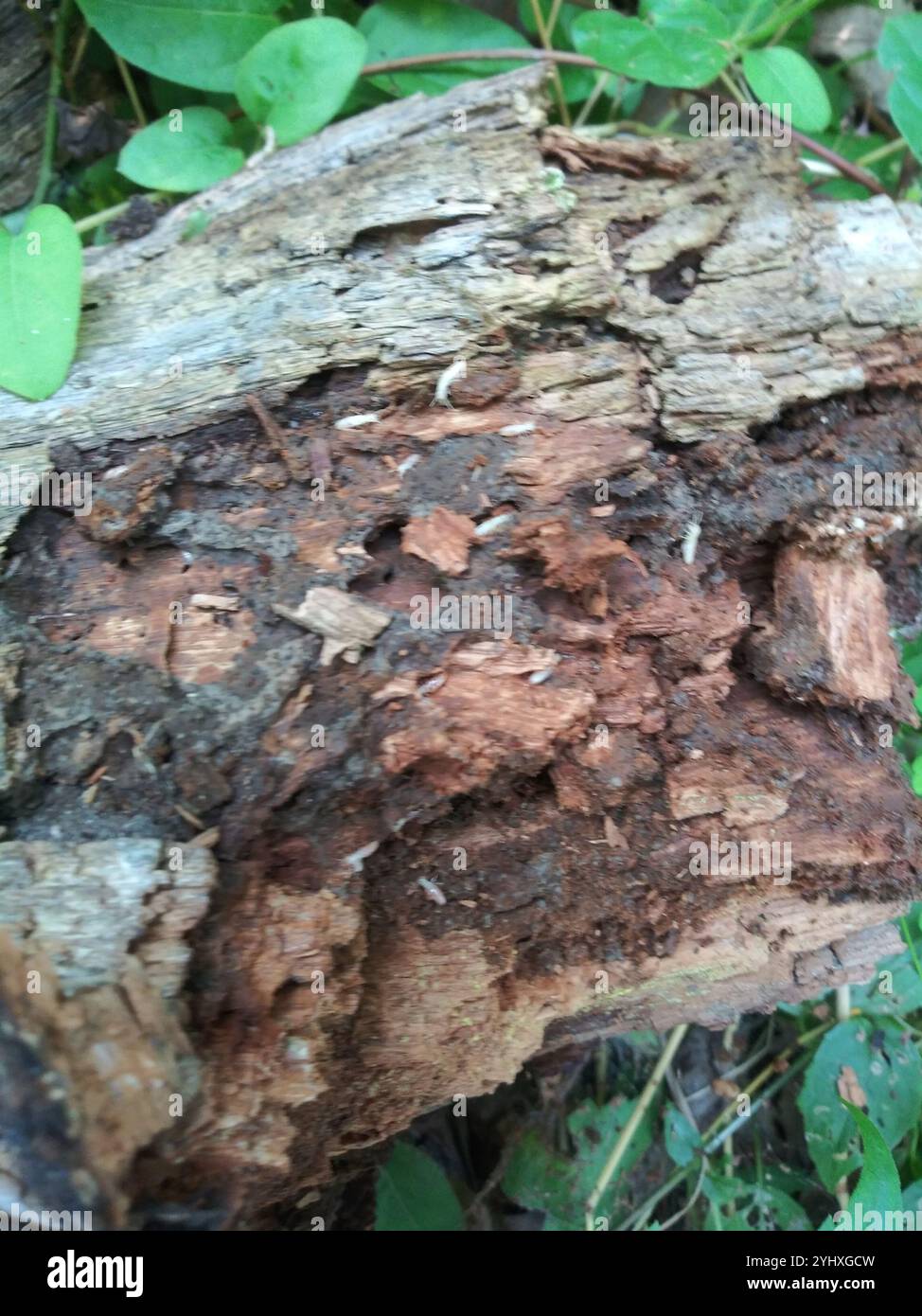 Eastern Subterranean Termite (Reticulitermes flavipes Stock Photo - Alamy