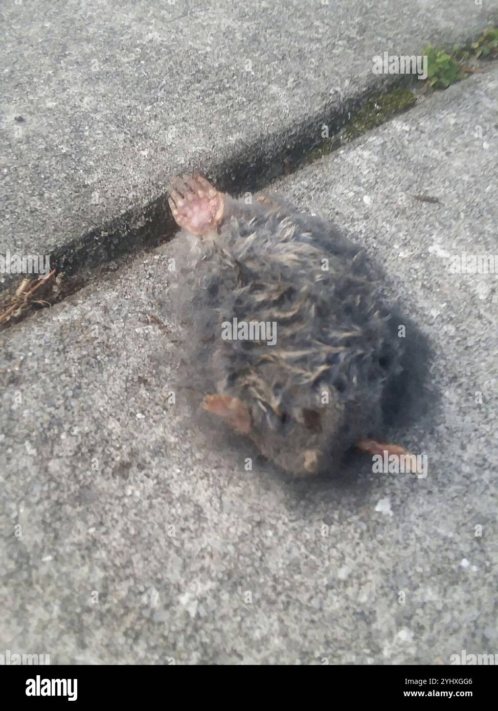 Eastern Mole (Scalopus aquaticus Stock Photo - Alamy