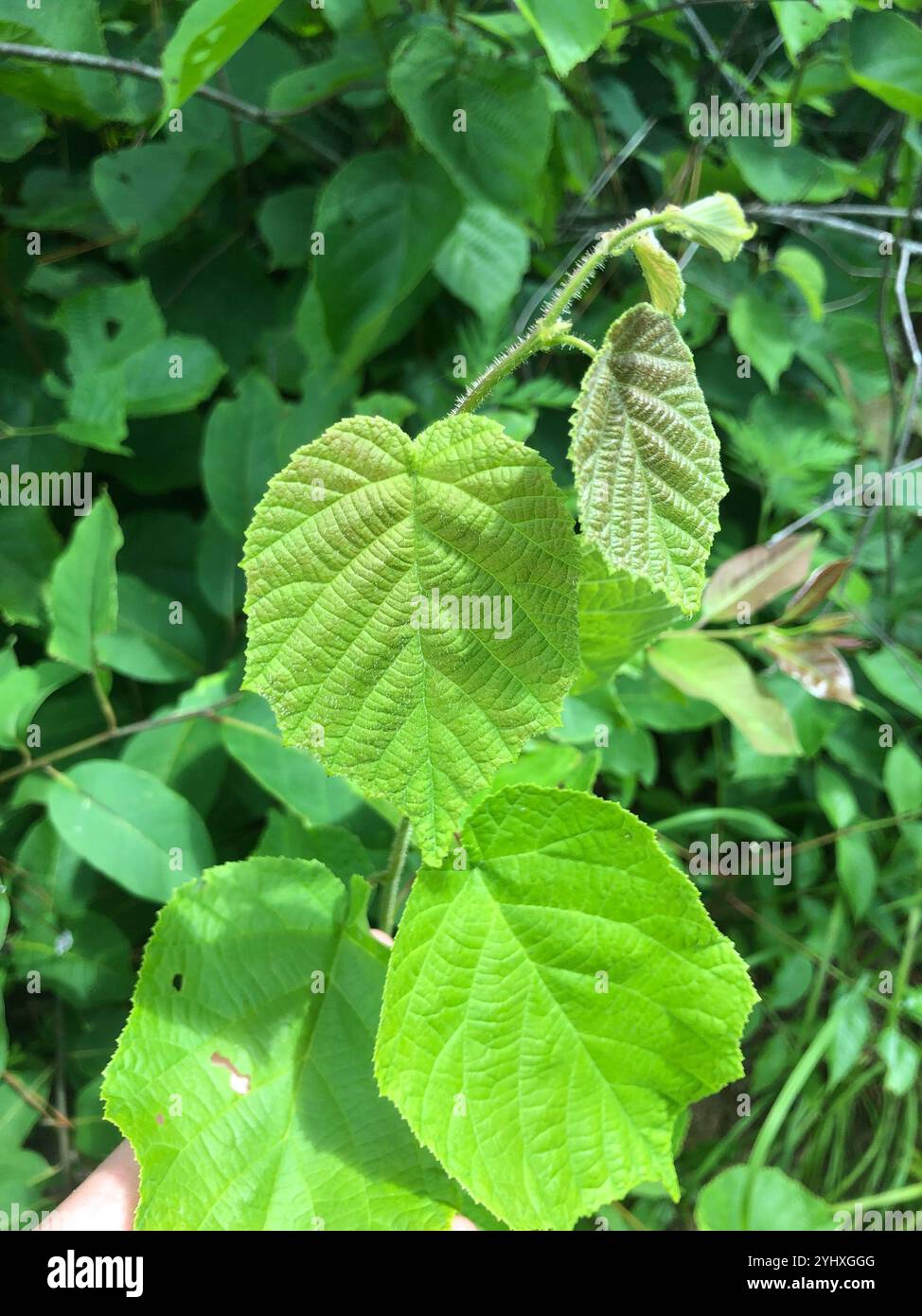American hazelnut (Corylus americana Stock Photo - Alamy
