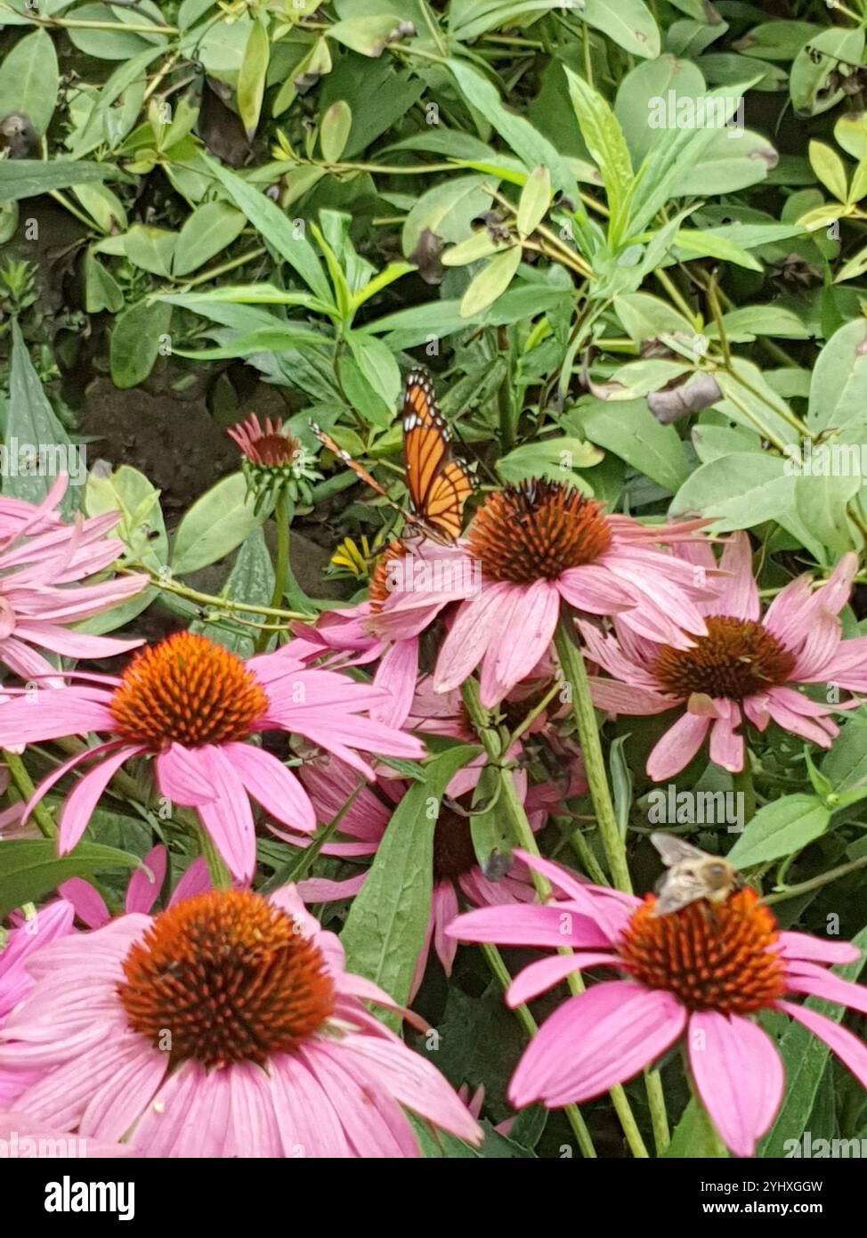 Viceroy (Limenitis archippus Stock Photo - Alamy