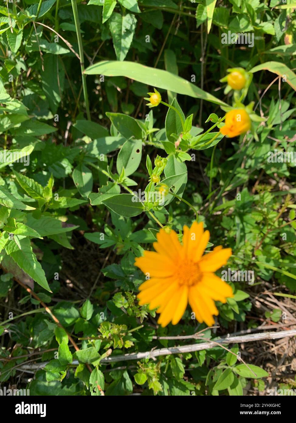 Star Tickseed (Coreopsis pubescens Stock Photo - Alamy