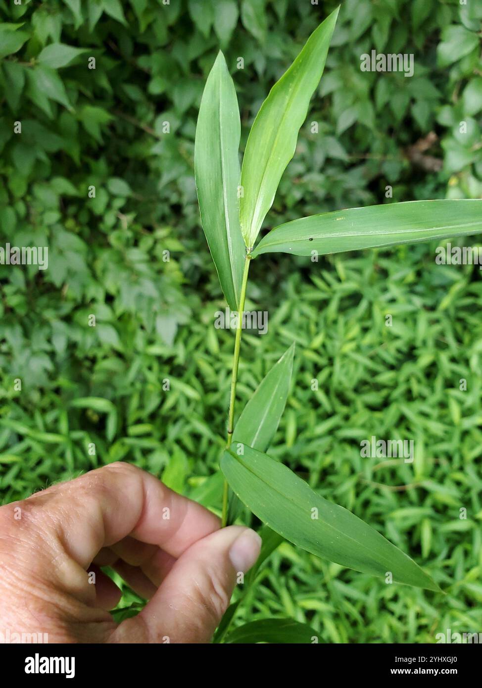 Japanese stiltgrass (Microstegium vimineum Stock Photo - Alamy