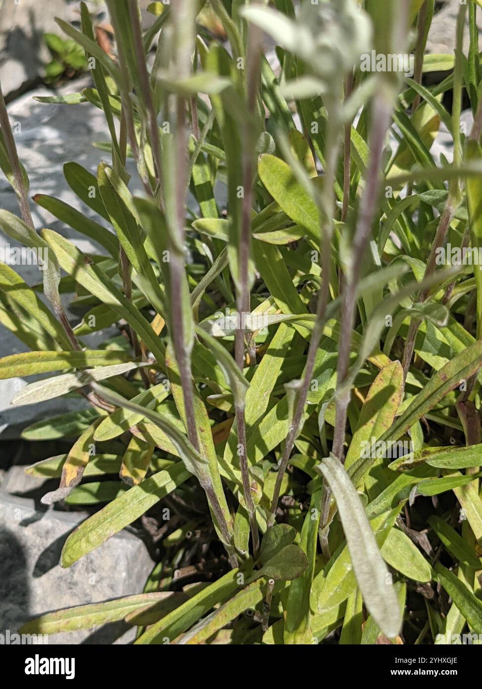 Alpine Edelweiss (Leontopodium nivale alpinum Stock Photo - Alamy