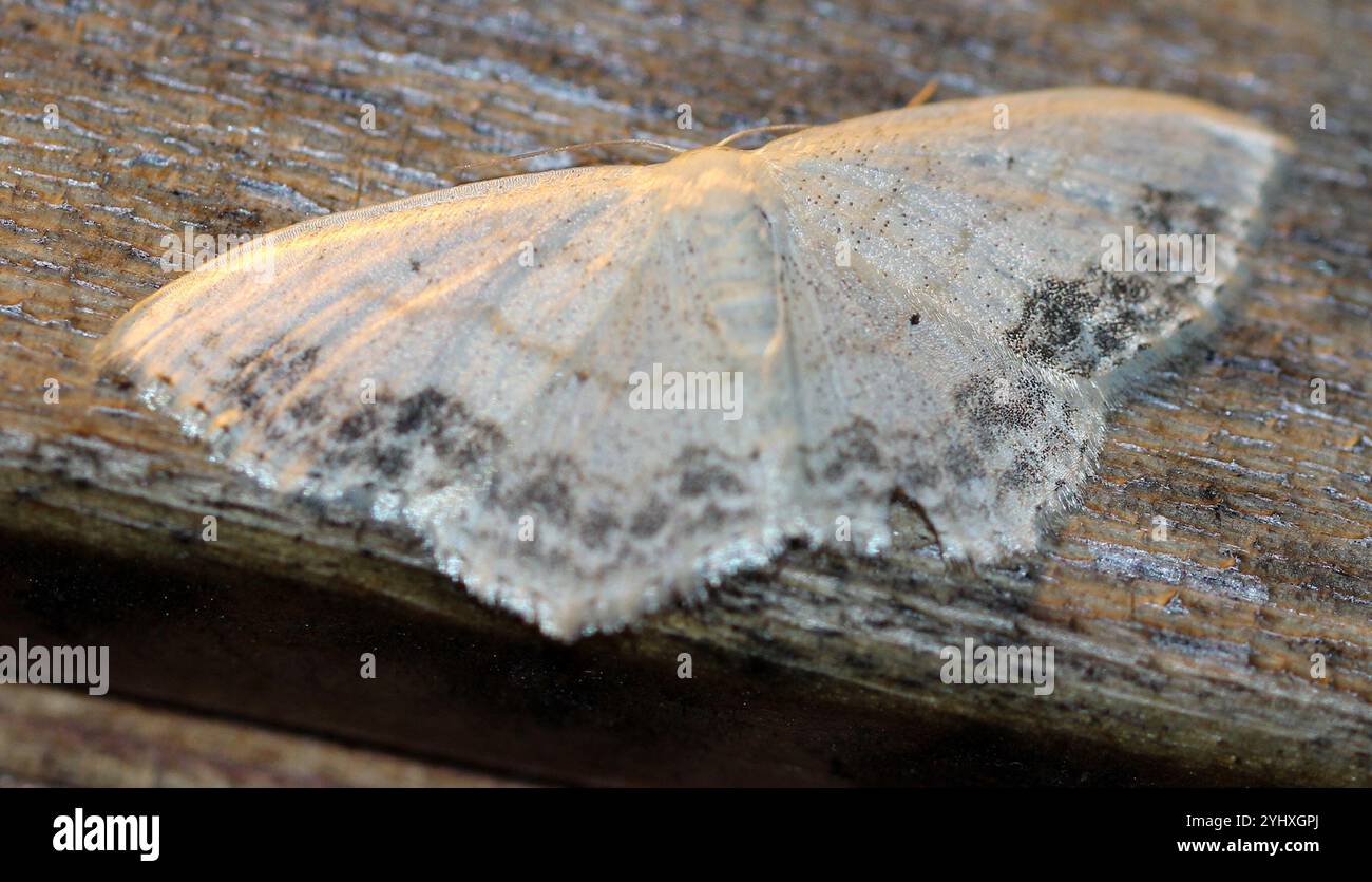 Large Lace-border Moth (Scopula limboundata Stock Photo - Alamy