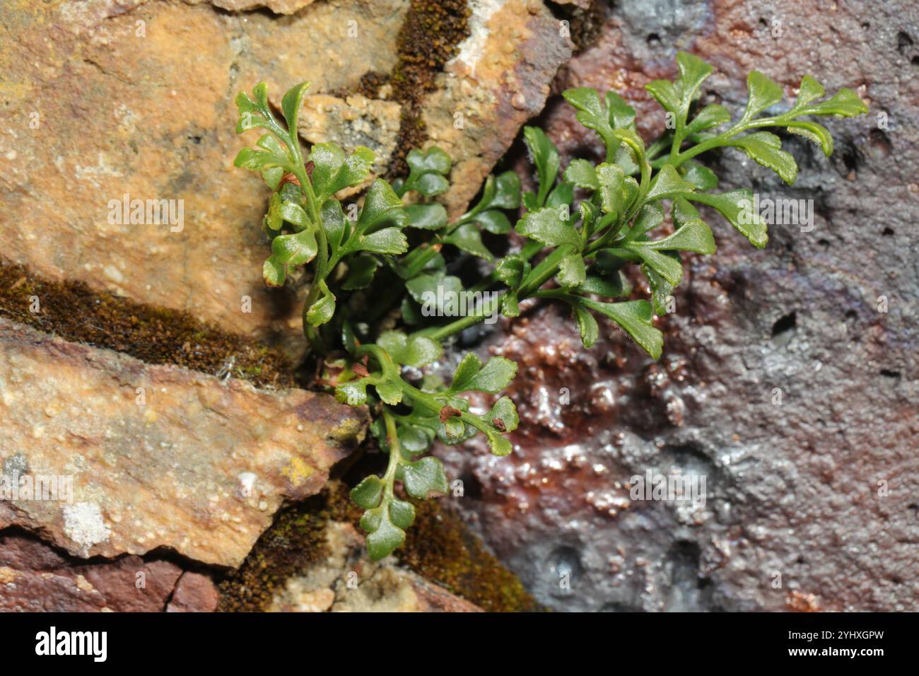 wall-rue (Asplenium ruta-muraria Stock Photo - Alamy