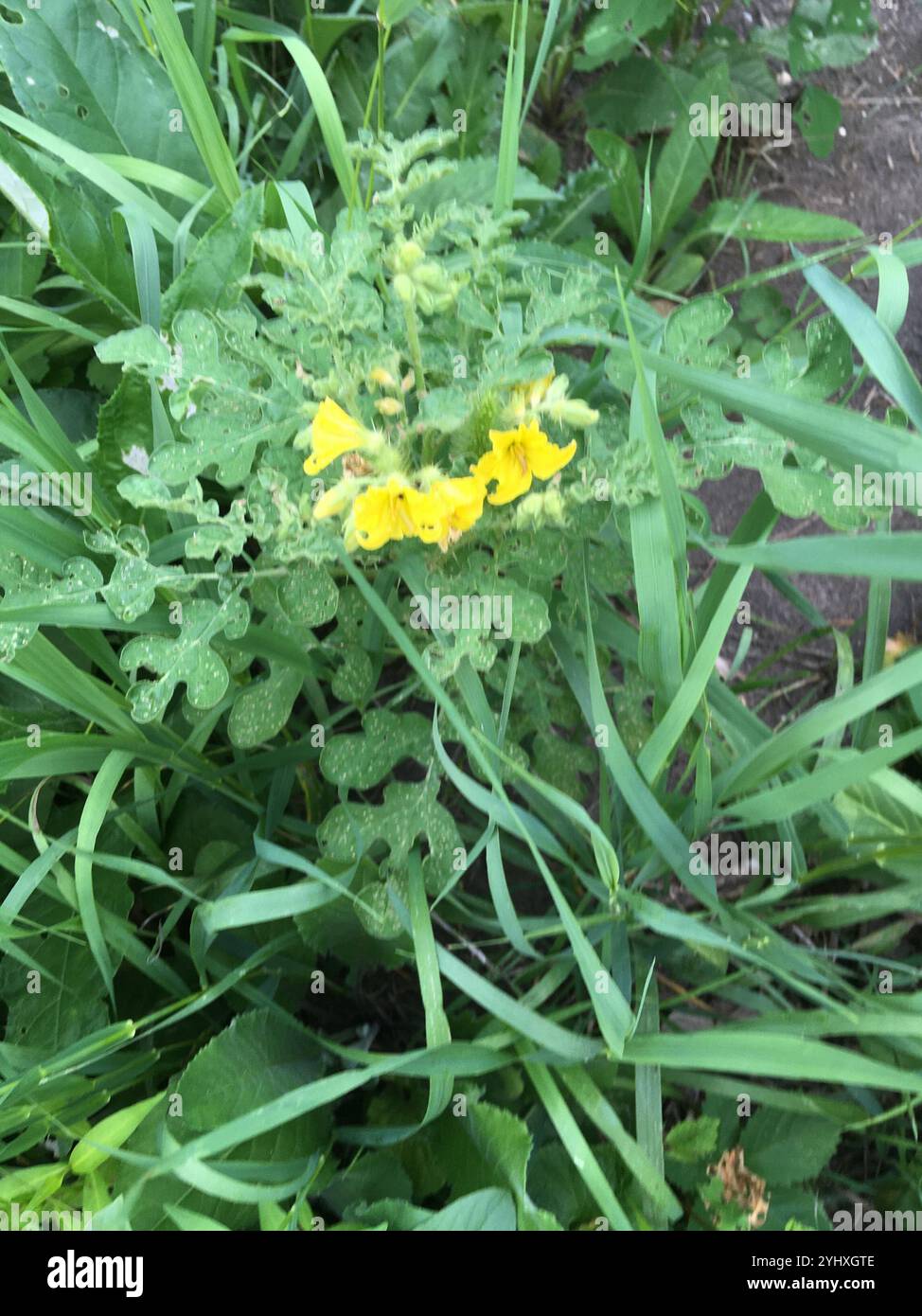 buffalo-bur (Solanum rostratum Stock Photo - Alamy
