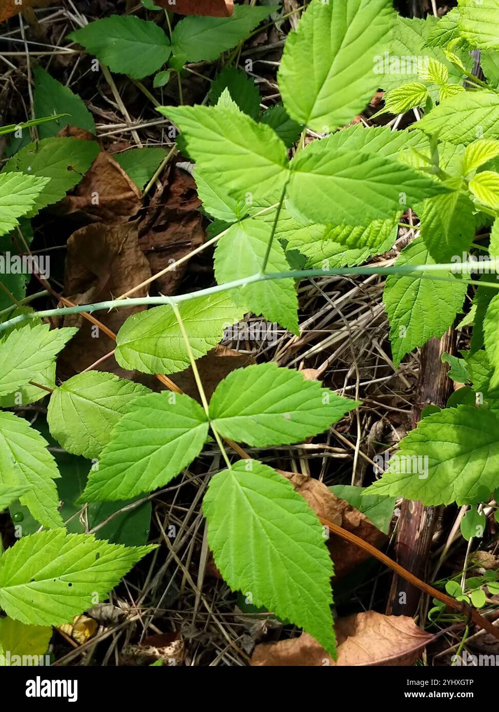 black raspberry (Rubus occidentalis Stock Photo - Alamy