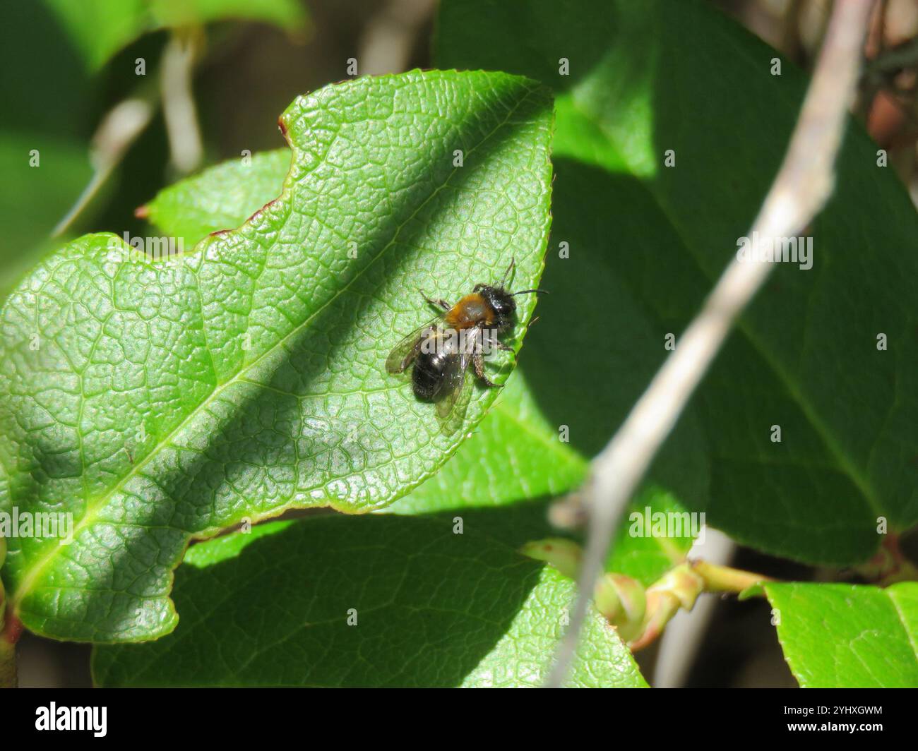 Mining Bees (Andrena Stock Photo - Alamy