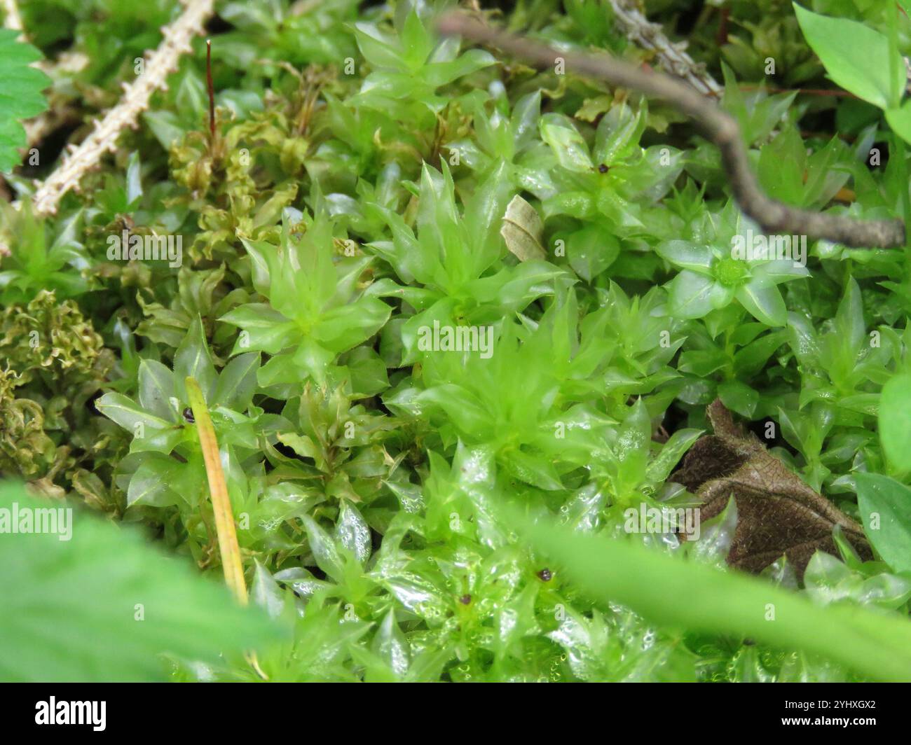 Thyme and Allied Mosses (Plagiomnium Stock Photo - Alamy