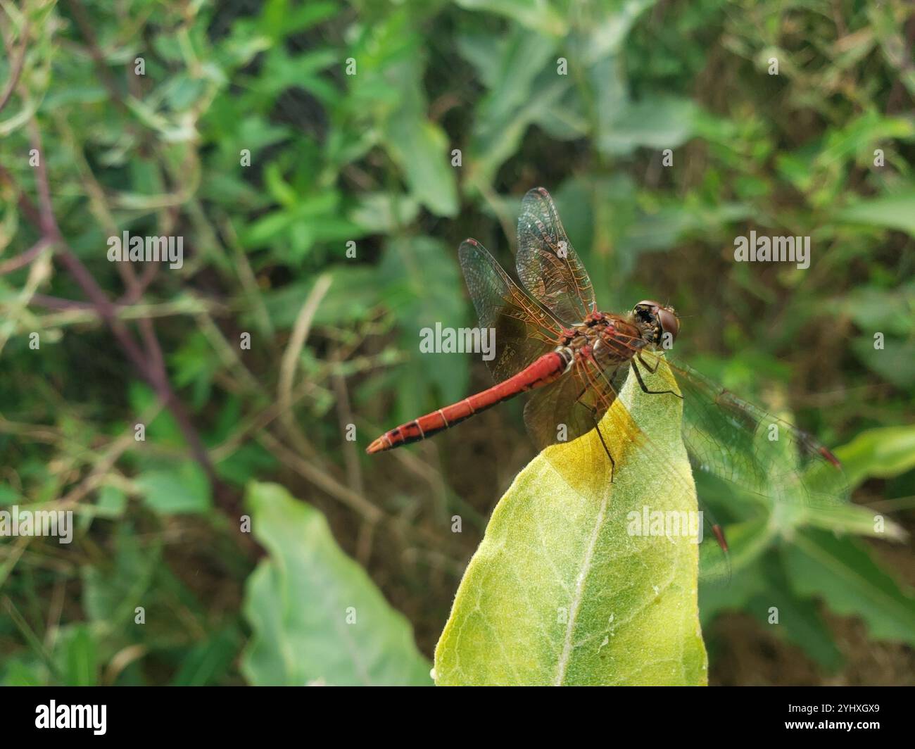 Band winged meadowhawk hi-res stock photography and images - Alamy