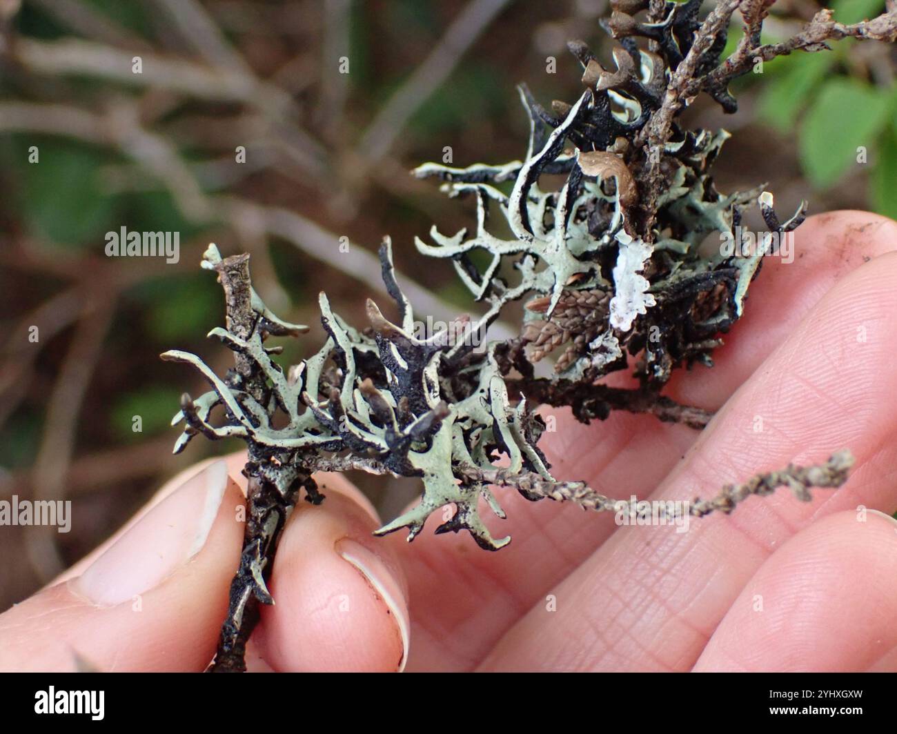 Tube Lichens (Hypogymnia Stock Photo - Alamy