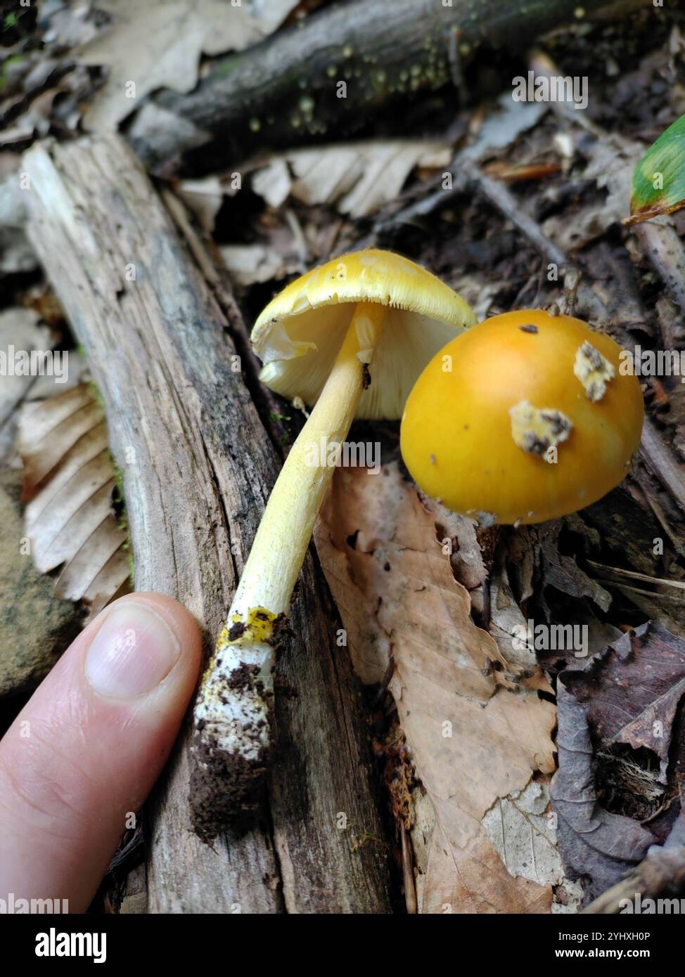 Flavoconia hi-res stock photography and images - Alamy