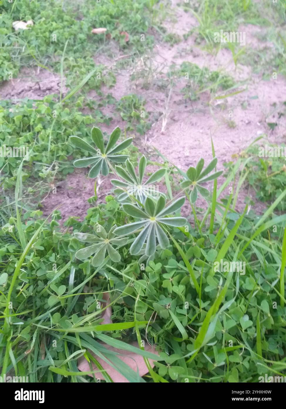 Sandplain lupine (Lupinus cosentinii Stock Photo - Alamy