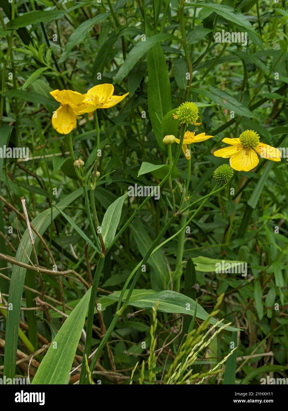 Lesser Spearwort (Ranunculus flammula Stock Photo - Alamy