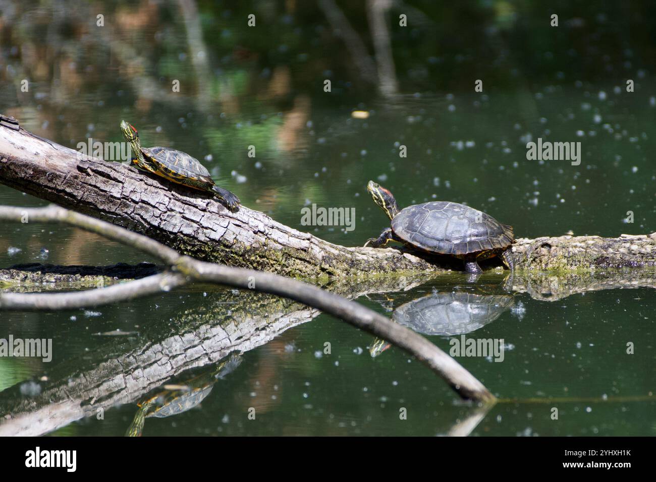 Red-eared Slider (Trachemys scripta elegans Stock Photo - Alamy