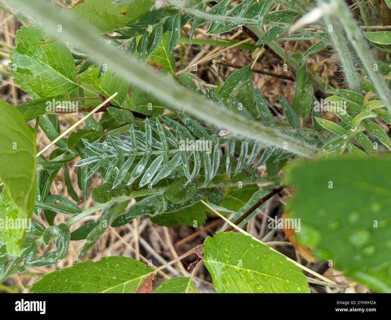 Showy Locoweed (Oxytropis splendens Stock Photo - Alamy